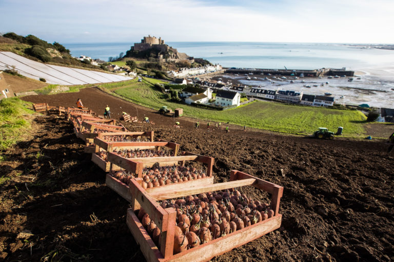 About Us - Jersey Royals - Genuine New Potatoes