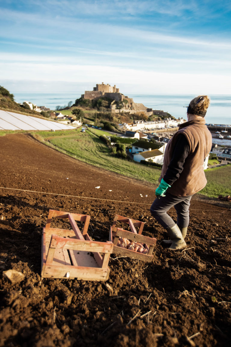 Production - Jersey Royals - Genuine New Potatoes